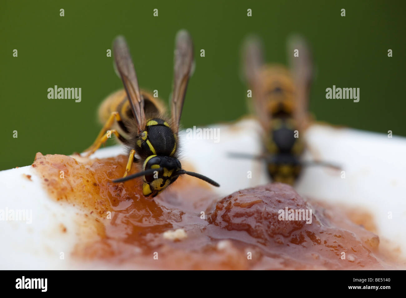 Wasps wing hi-res stock photography and images - Alamy