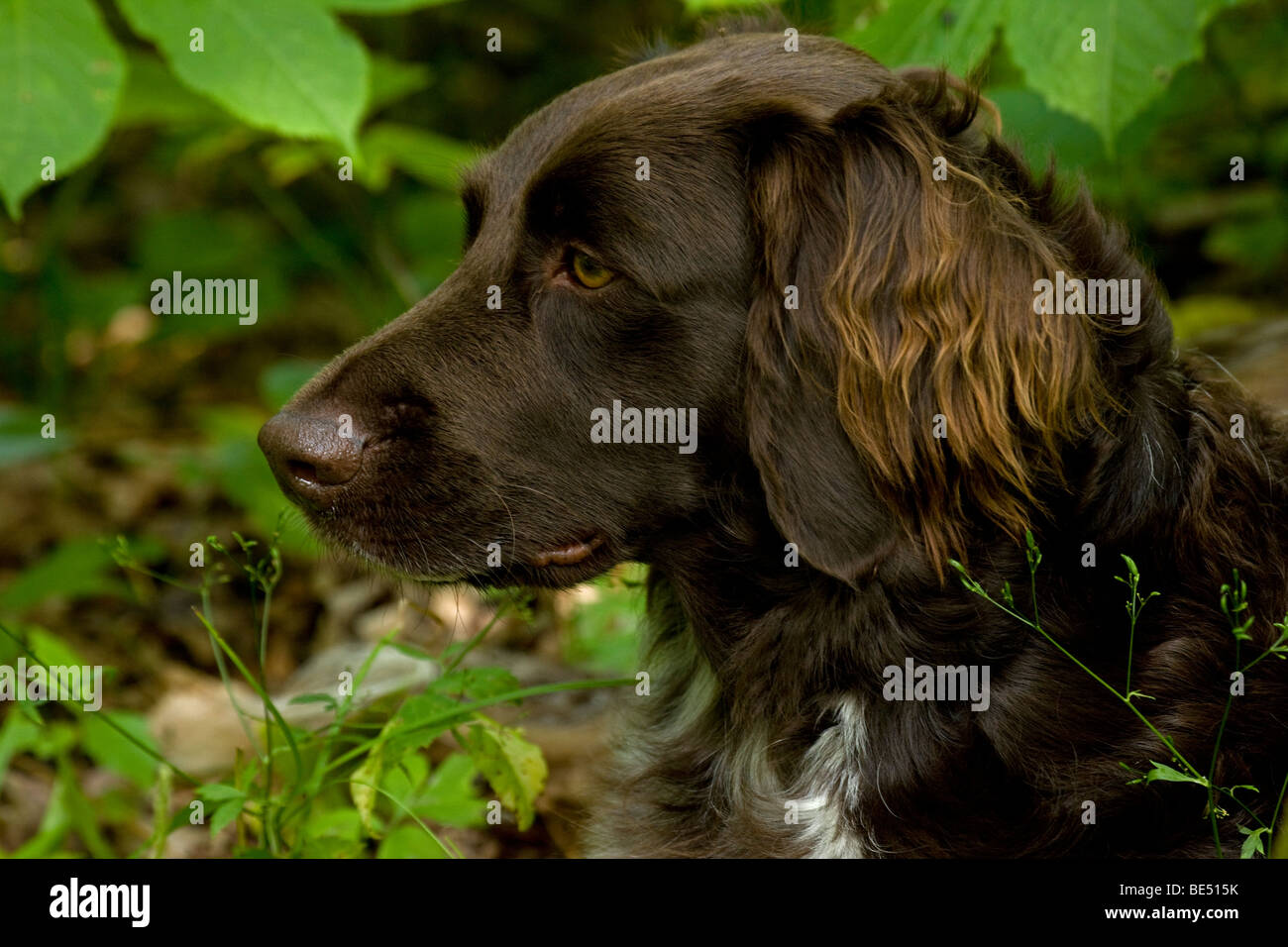 Dog - Small Munsterlander (Kleiner Munsterlander) - Portrait -Wisconsin ...