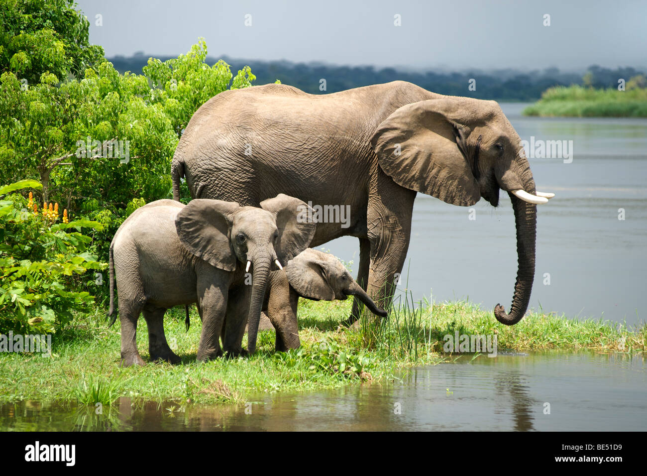 African elephants in uganda hi-res stock photography and images - Alamy