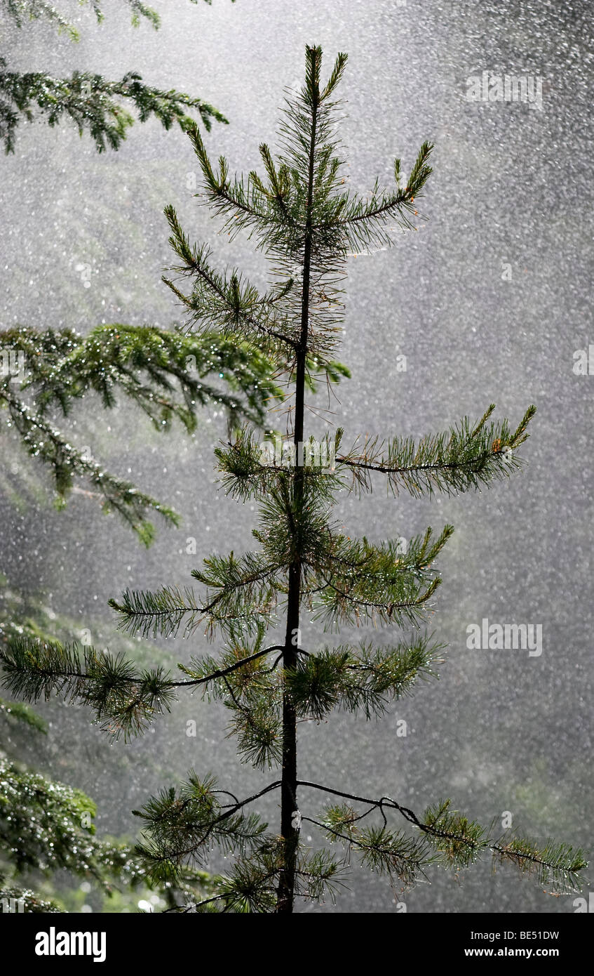 Pine ( pinus sylvestris ) sapling under heavy rain shower in the forest ...
