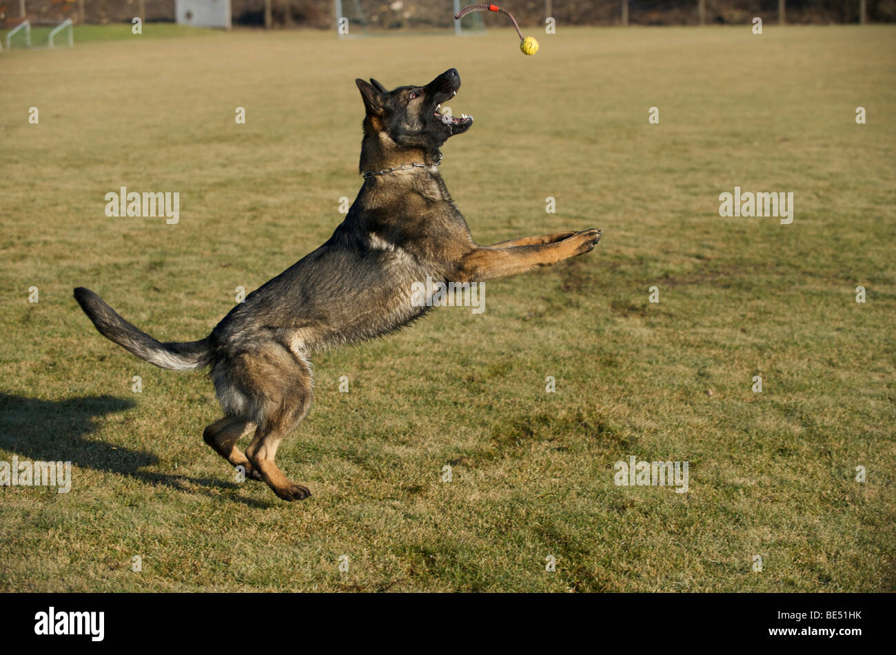 German Shepherd Dog, male, jumping Stock Photo - Alamy