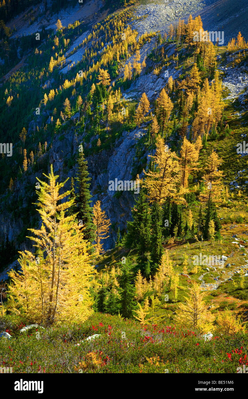 Mountain Larches at Maple Pass in North Cascades National Park Stock ...