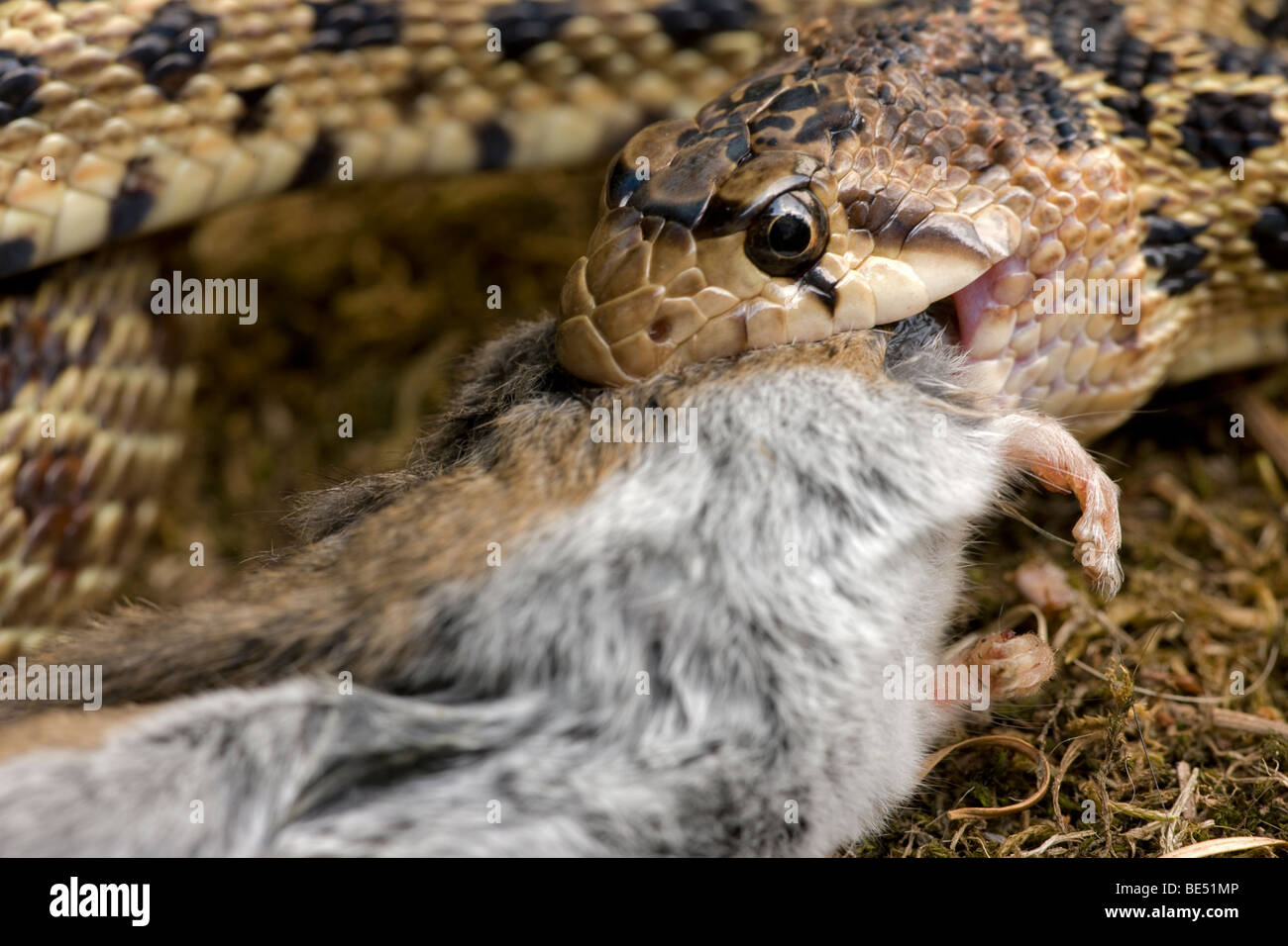 Pacific Gopher Snake Eating Mouse (Pituophis catenifer catenifer ...