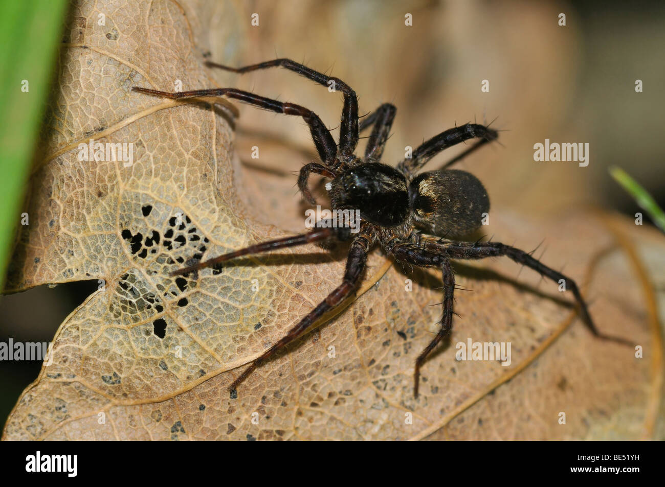 Spider on dead leaf - Pardosa species Stock Photo - Alamy