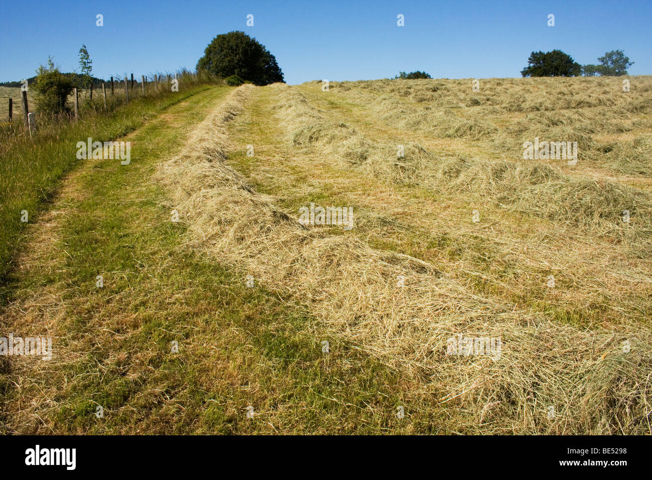 silage ready for gathering in field England Stock Photo - Alamy