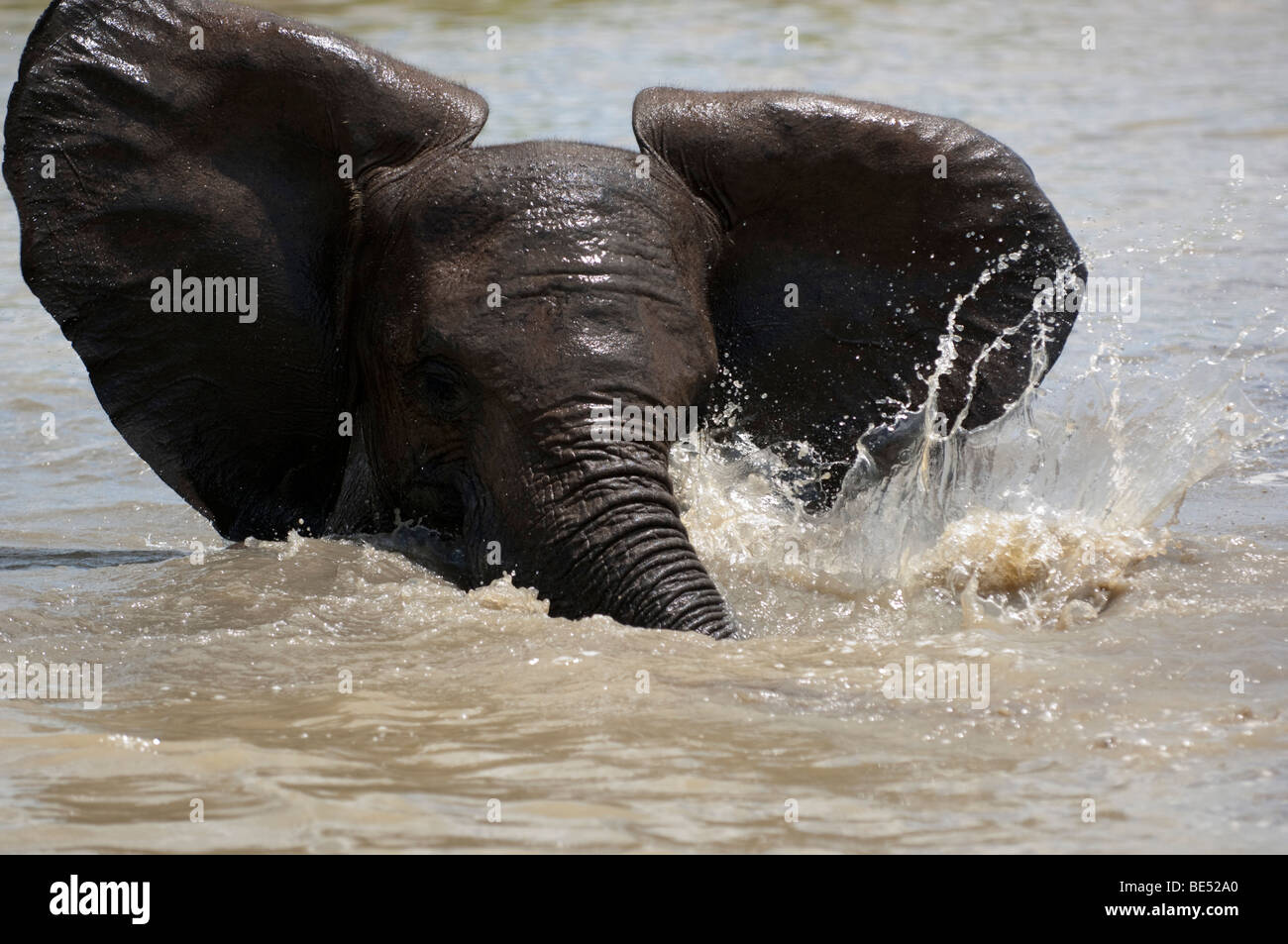 African elephant bathing ( Loxodonta africana africana), Kapama Game ...