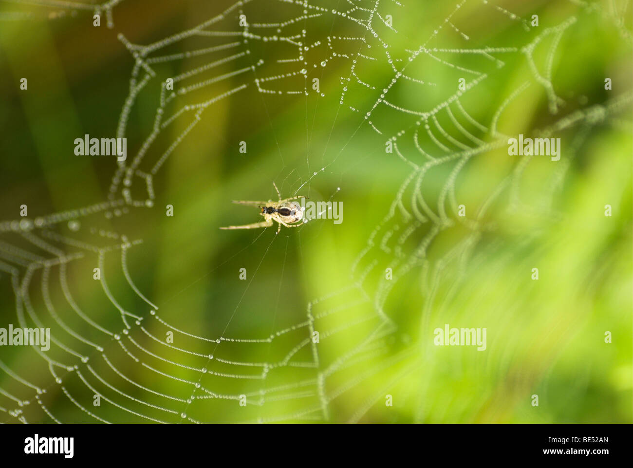 Jewel spider hi-res stock photography and images - Alamy