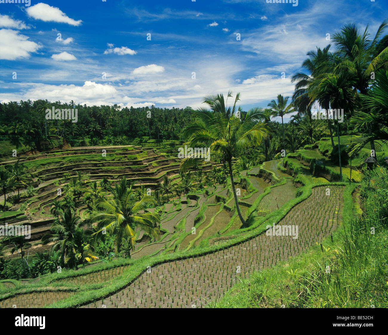 Reisterrassen bali hi-res stock photography and images - Alamy