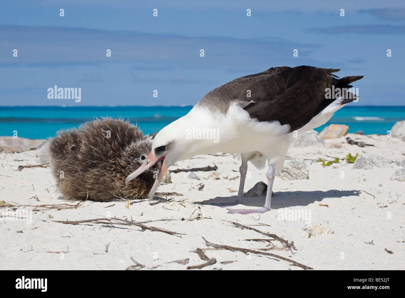 Oceanic Food Chain High Resolution Stock Photography and Images - Alamy