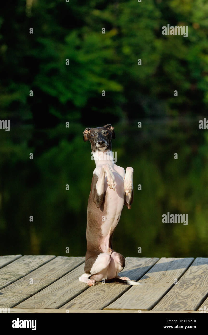 Italian Greyhound Sitting Up and Begging on Dock Beside Lake Stock ...