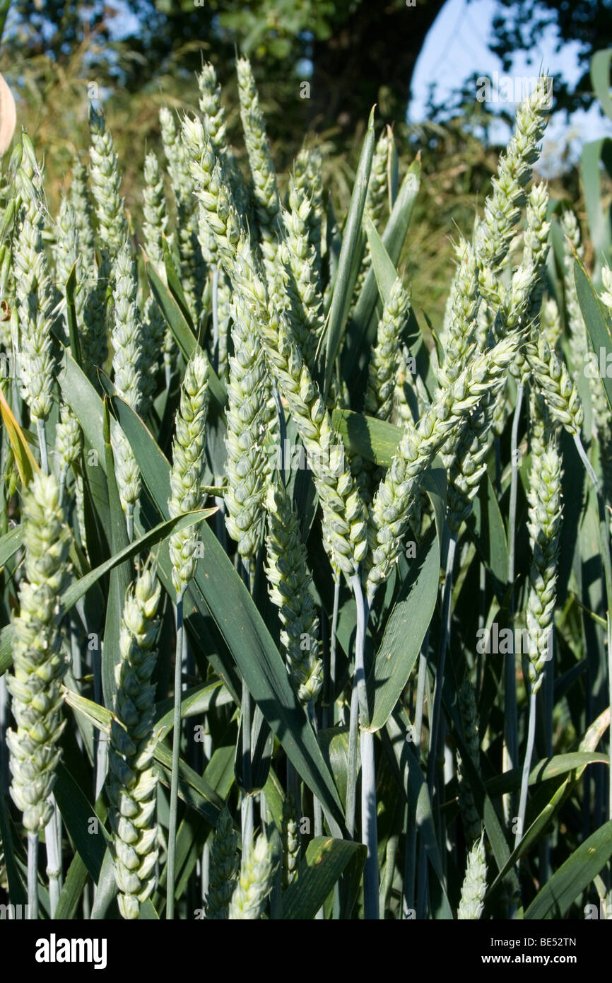 Close-up of young spring wheat growing in field Stock Photo - Alamy