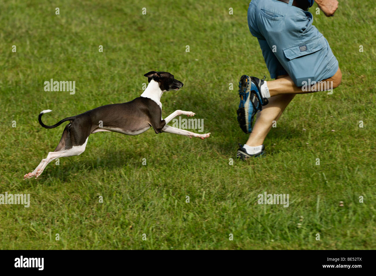 Italian greyhound hi-res stock photography and images - Alamy