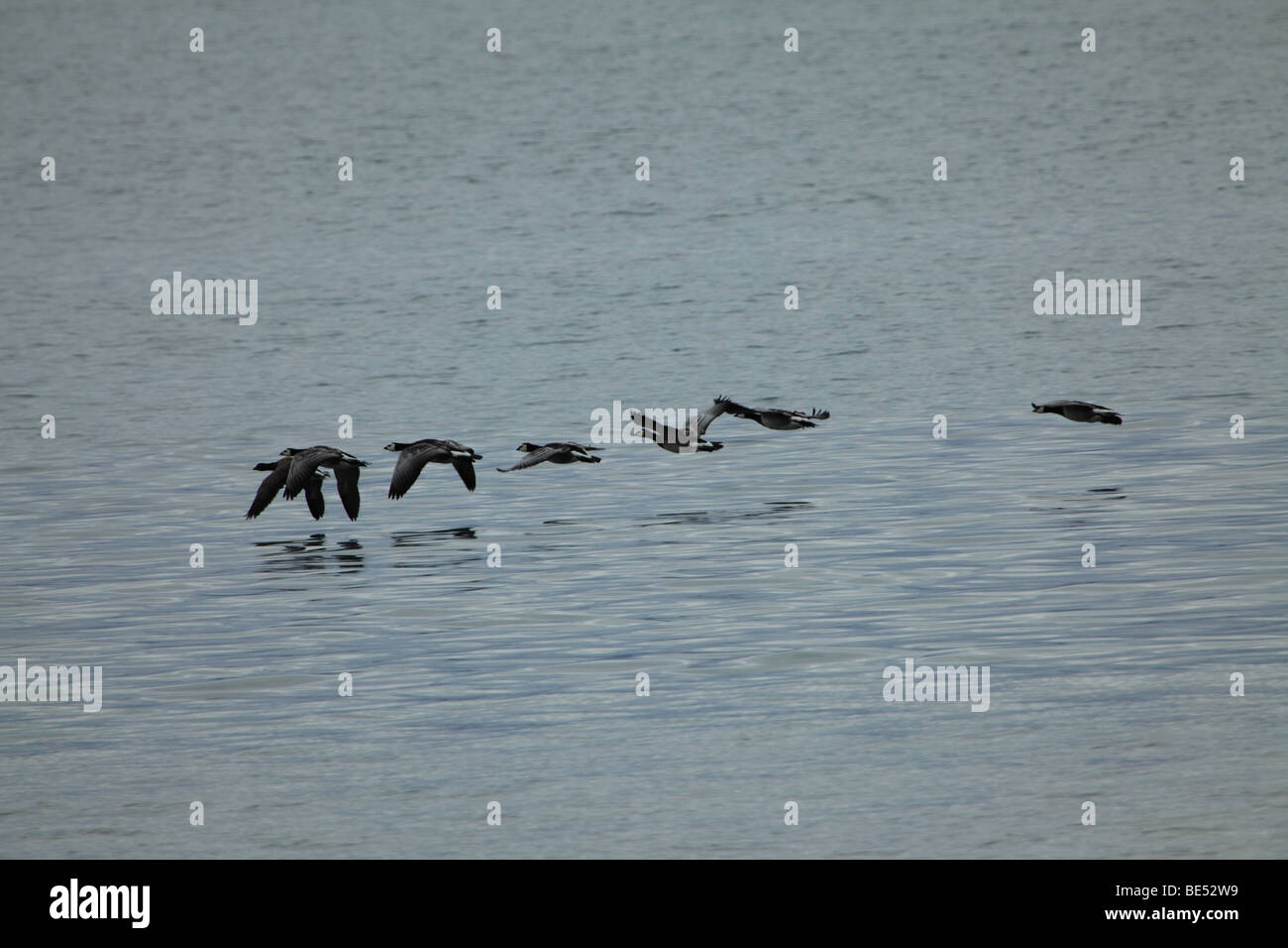 Barnacle Geese Flying over the Arctic Ocean Stock Photo - Alamy