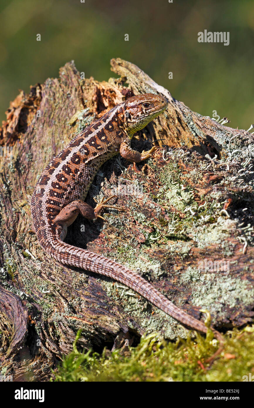 Pregnant Lizard High Resolution Stock Photography and Images - Alamy