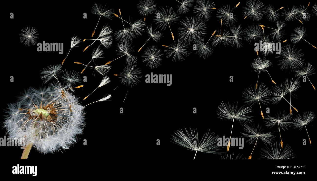 Pappus Dandelion High Resolution Stock Photography and Images - Alamy