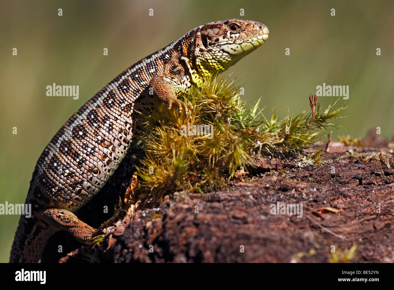 Sand Lizard (Lacerta agilis), pregnant female Stock Photo - Alamy