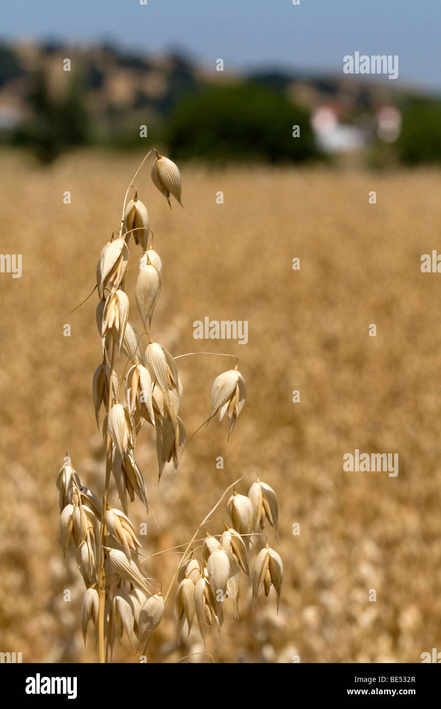 Crop of ripe oats in the Willamette Valley of Oregon, USA Stock Photo ...