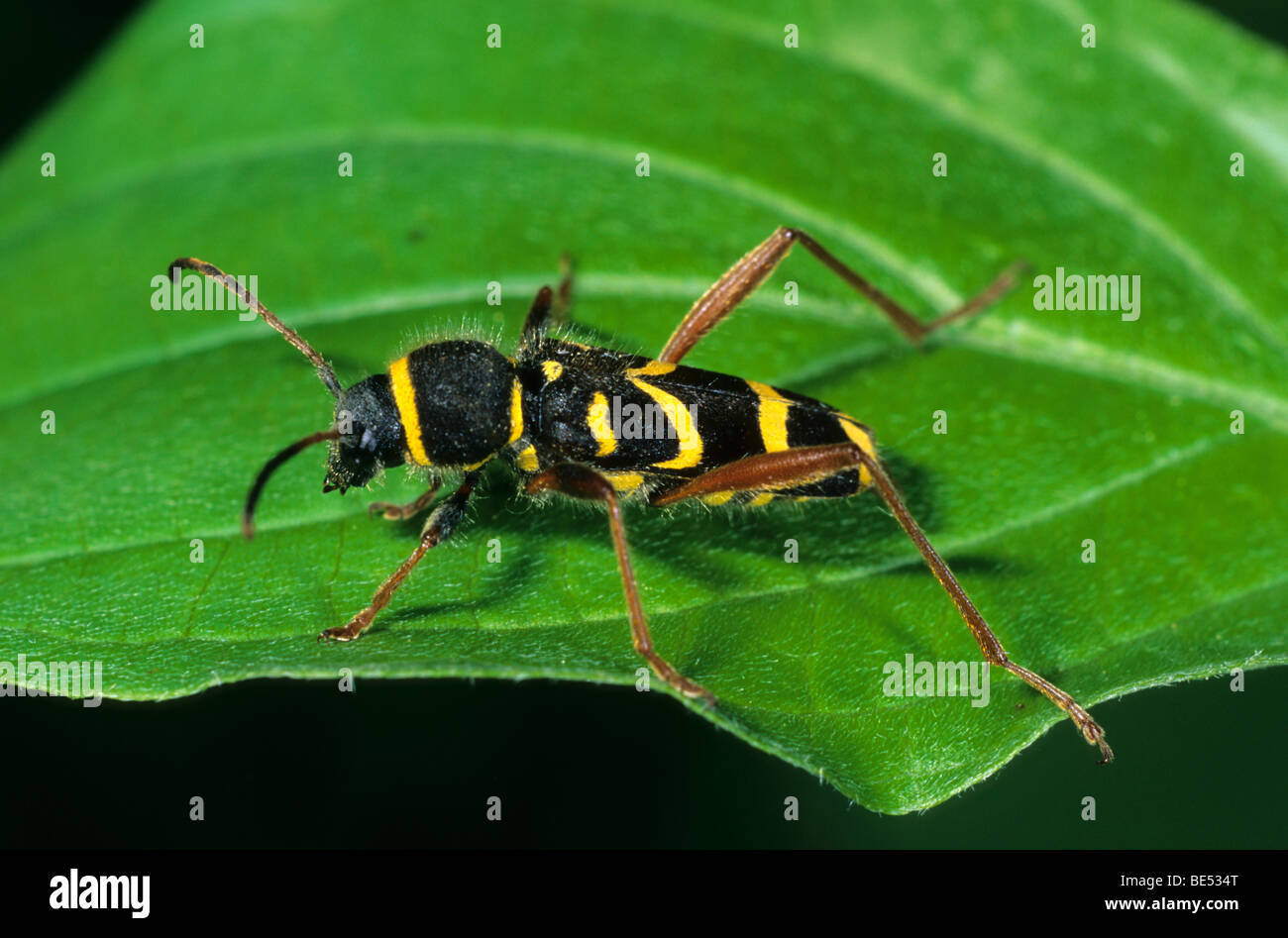 Wasp beetle (Clytus arietis Stock Photo - Alamy