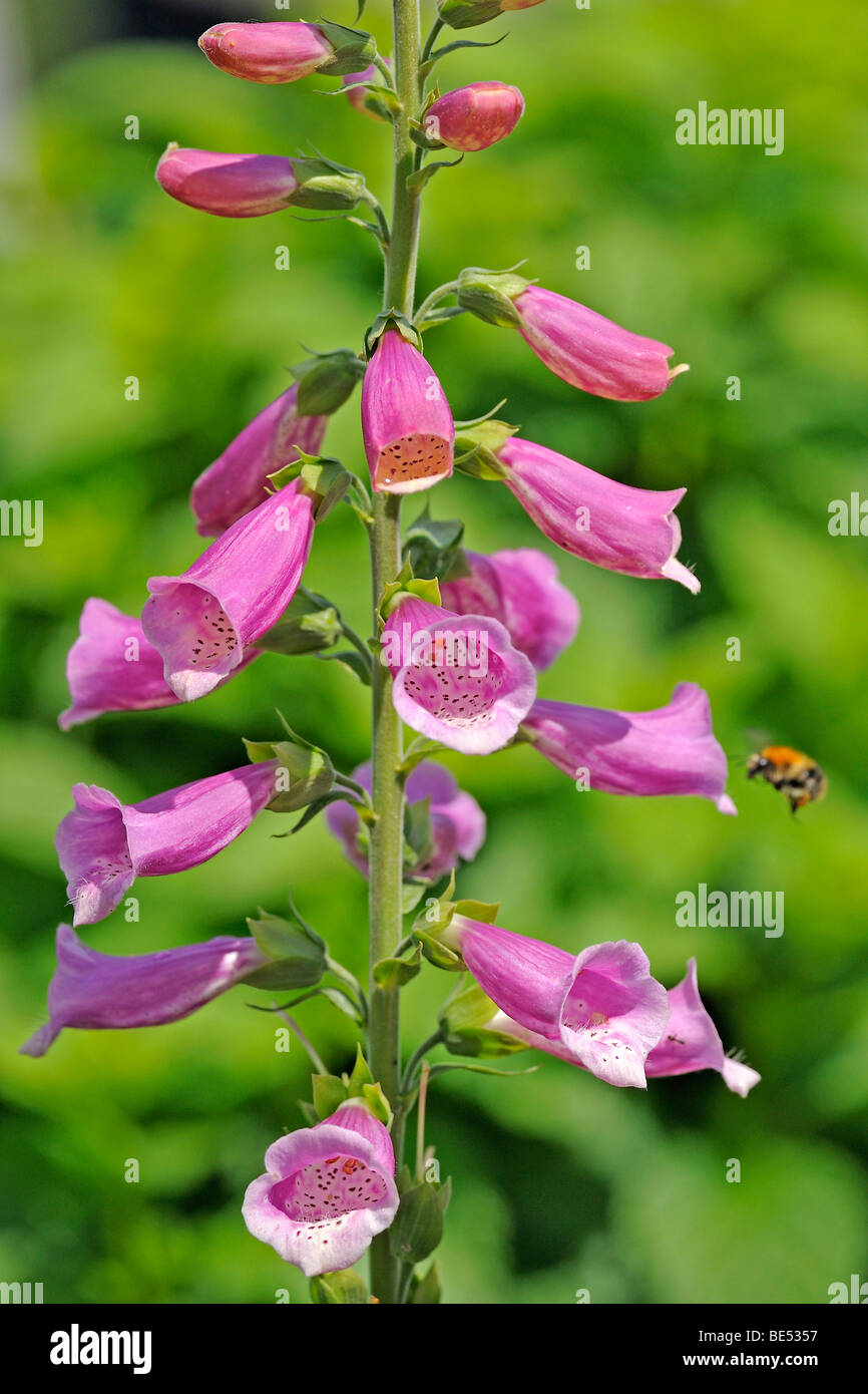Red foxglove (Digitalis purpurea Stock Photo - Alamy