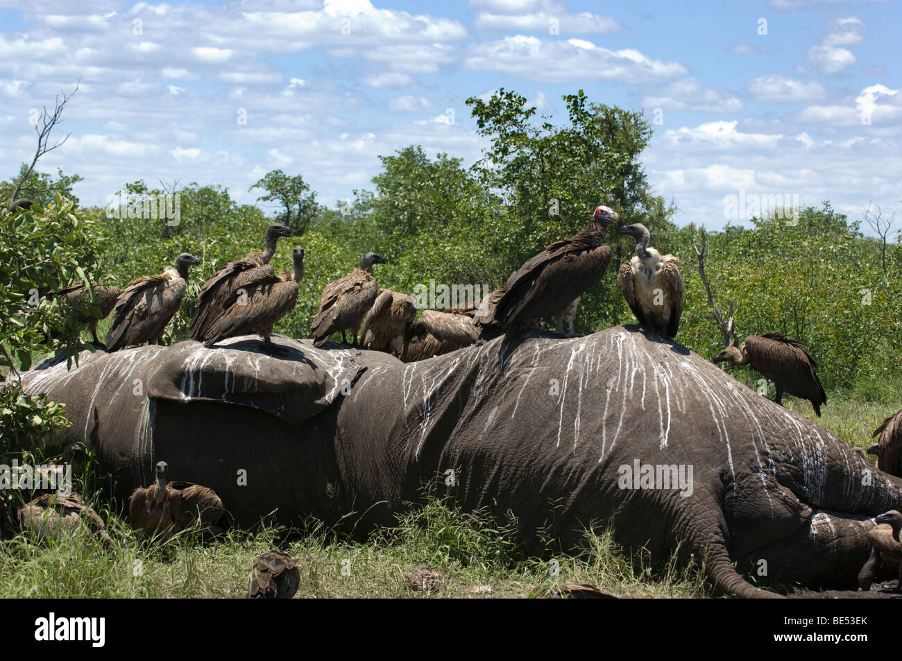 vultures feeding from an elephant carcass, Kruger National Park, South ...