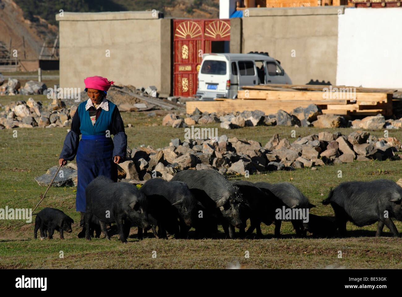 Tibetan woman herding black pigs to pasture near Shangri la, Eastern ...