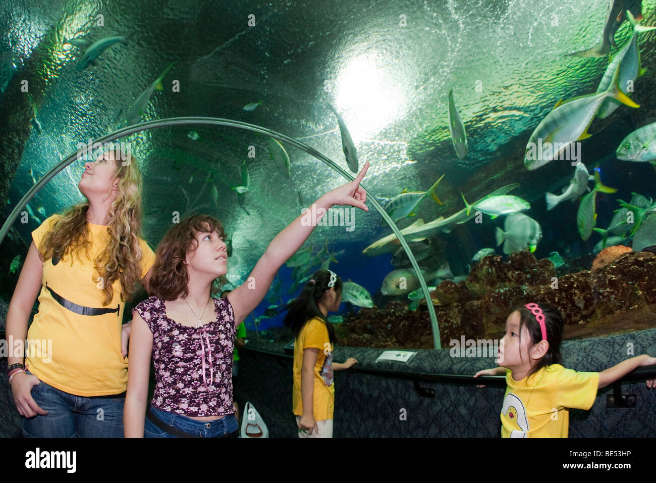 Young people watching fish in an aquarium, Sentosa amusement park ...