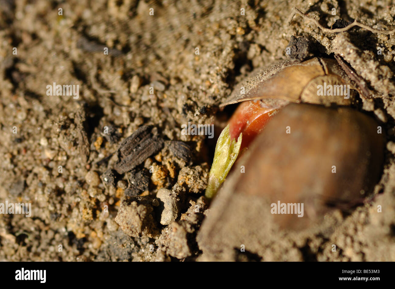 Hazelnut seed hi-res stock photography and images - Alamy