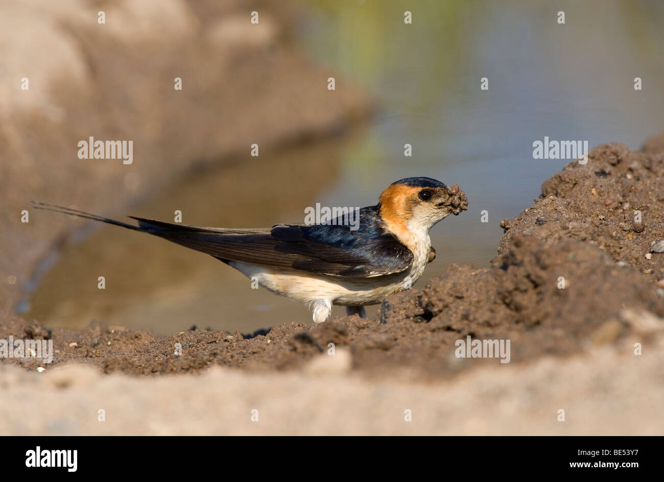 Red-rumped swallow (Hirundo daurica Stock Photo - Alamy
