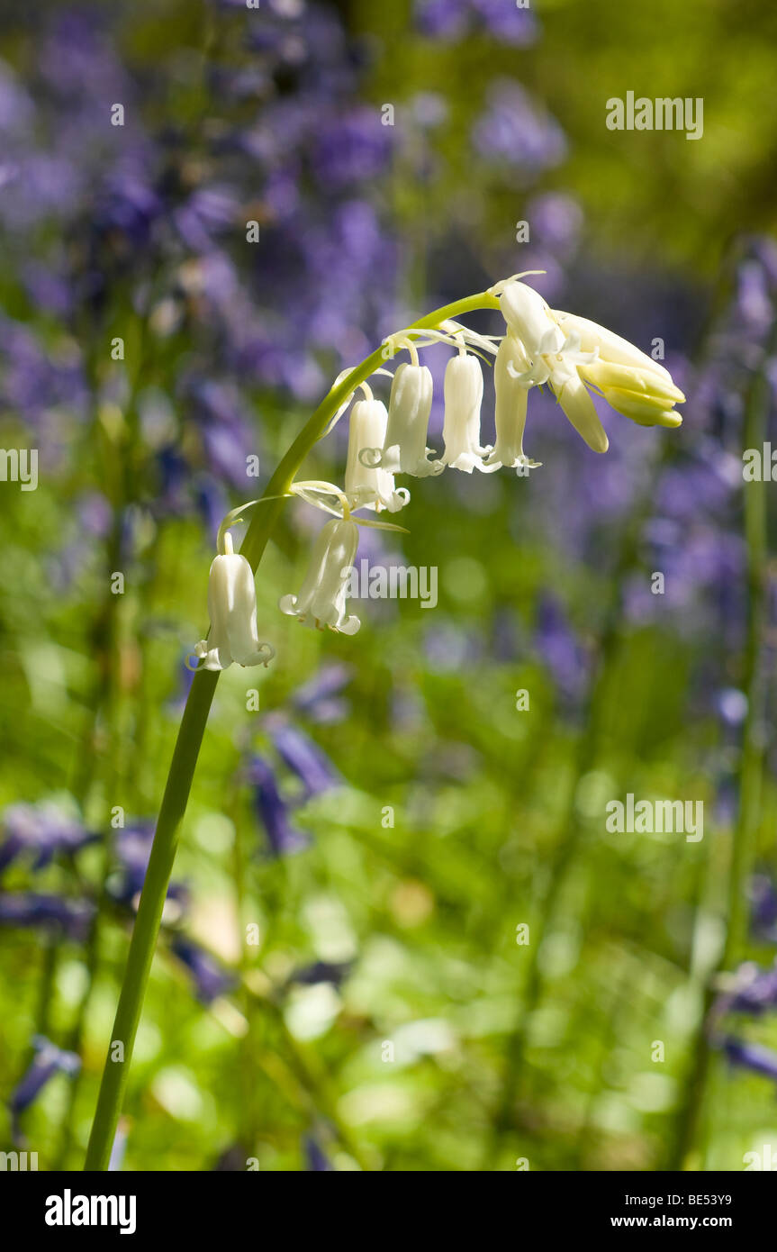 White Bluebell Stock Photos & White Bluebell Stock Images - Alamy
