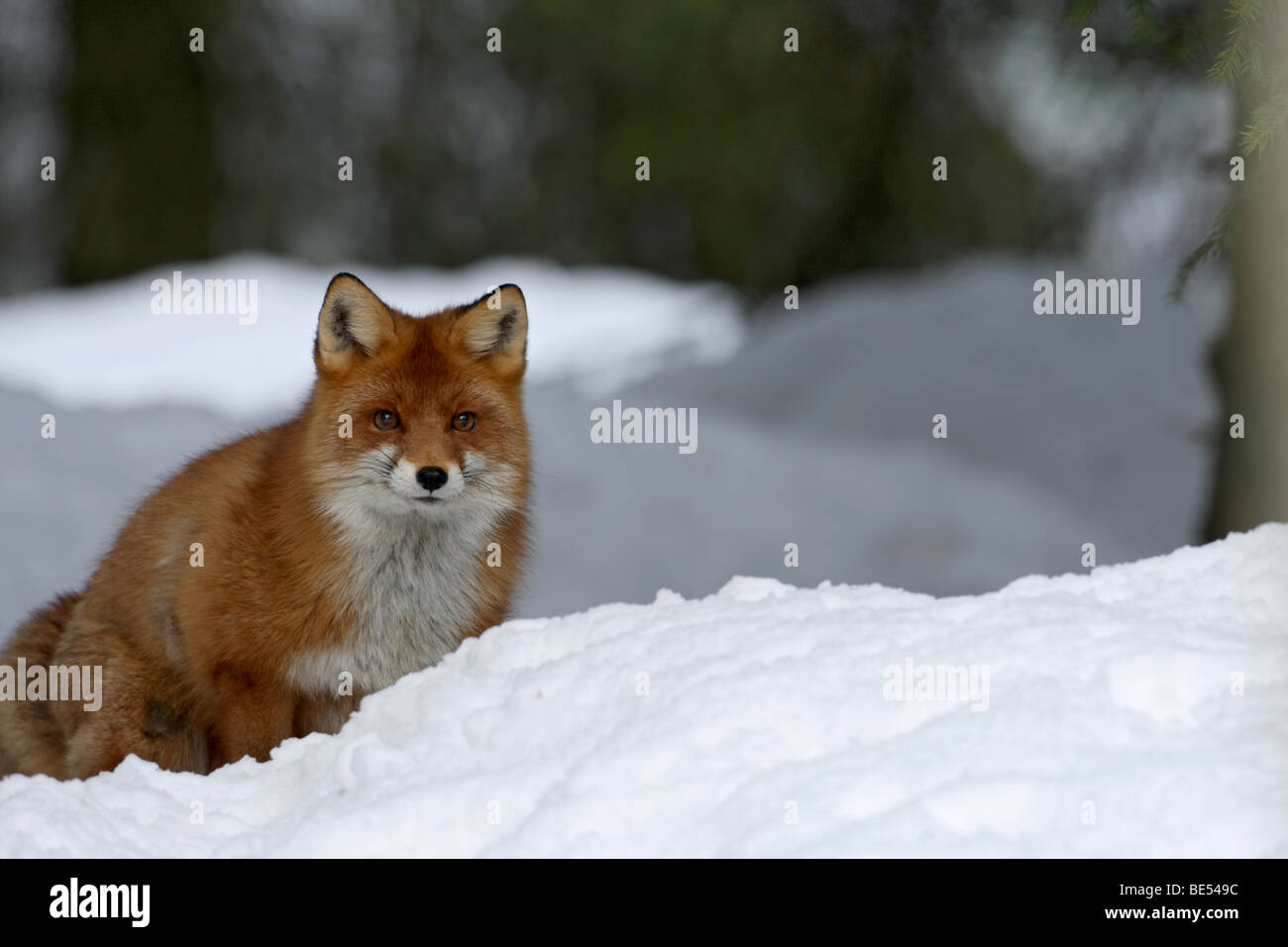 A red fox hunting for food in the snow Stock Photo - Alamy