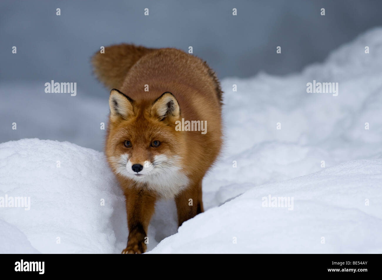 A red fox hunting for food in the snow Stock Photo - Alamy