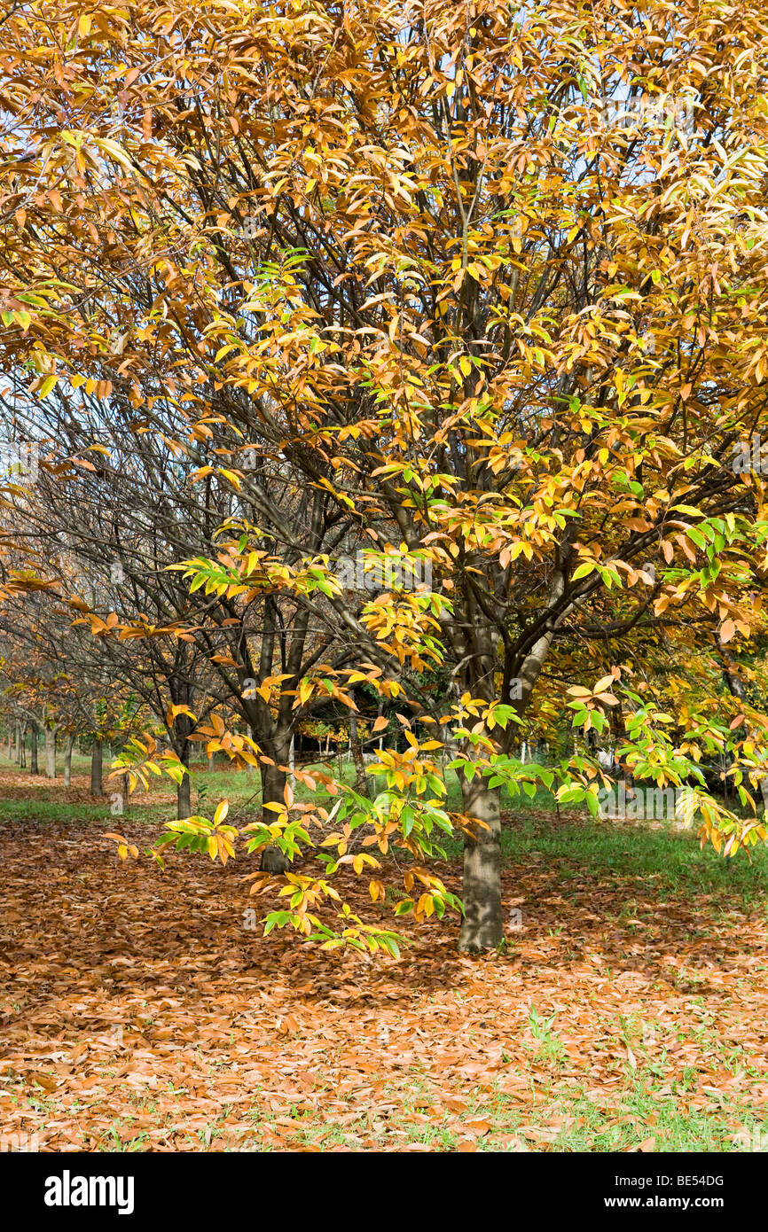 Trees in Autumn Stock Photo - Alamy