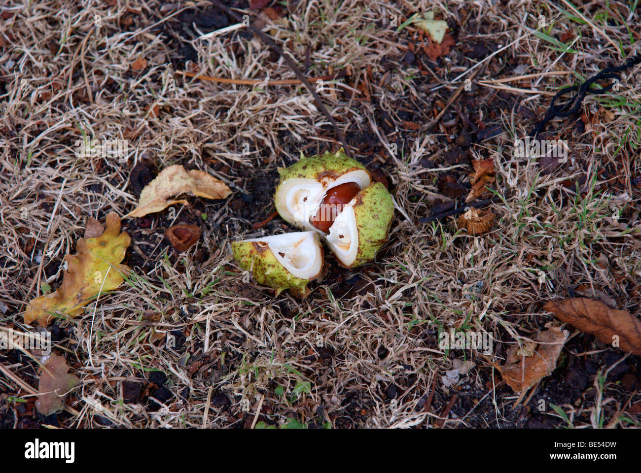 A conker still partially in its shell Stock Photo - Alamy