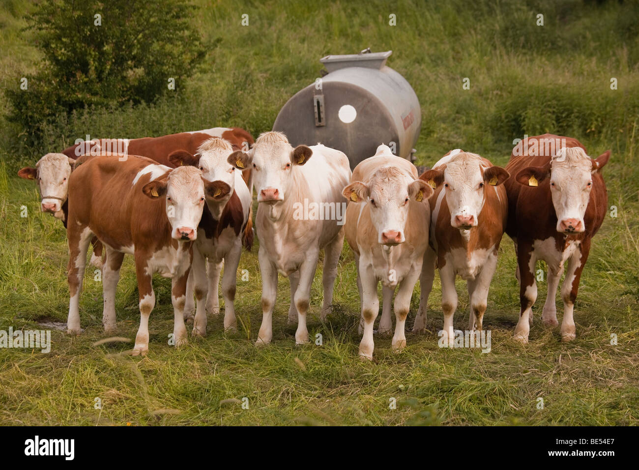 Cow, Simmental Cattle, Simmental, Limburg, Hesse, Germany, Europe Stock ...
