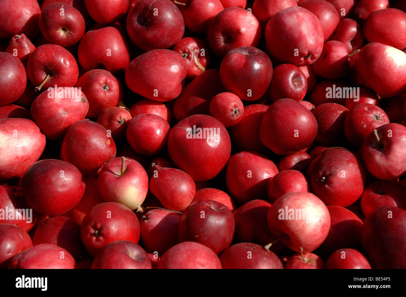 Ruby apples in boxes after harvesting Stock Photo - Alamy