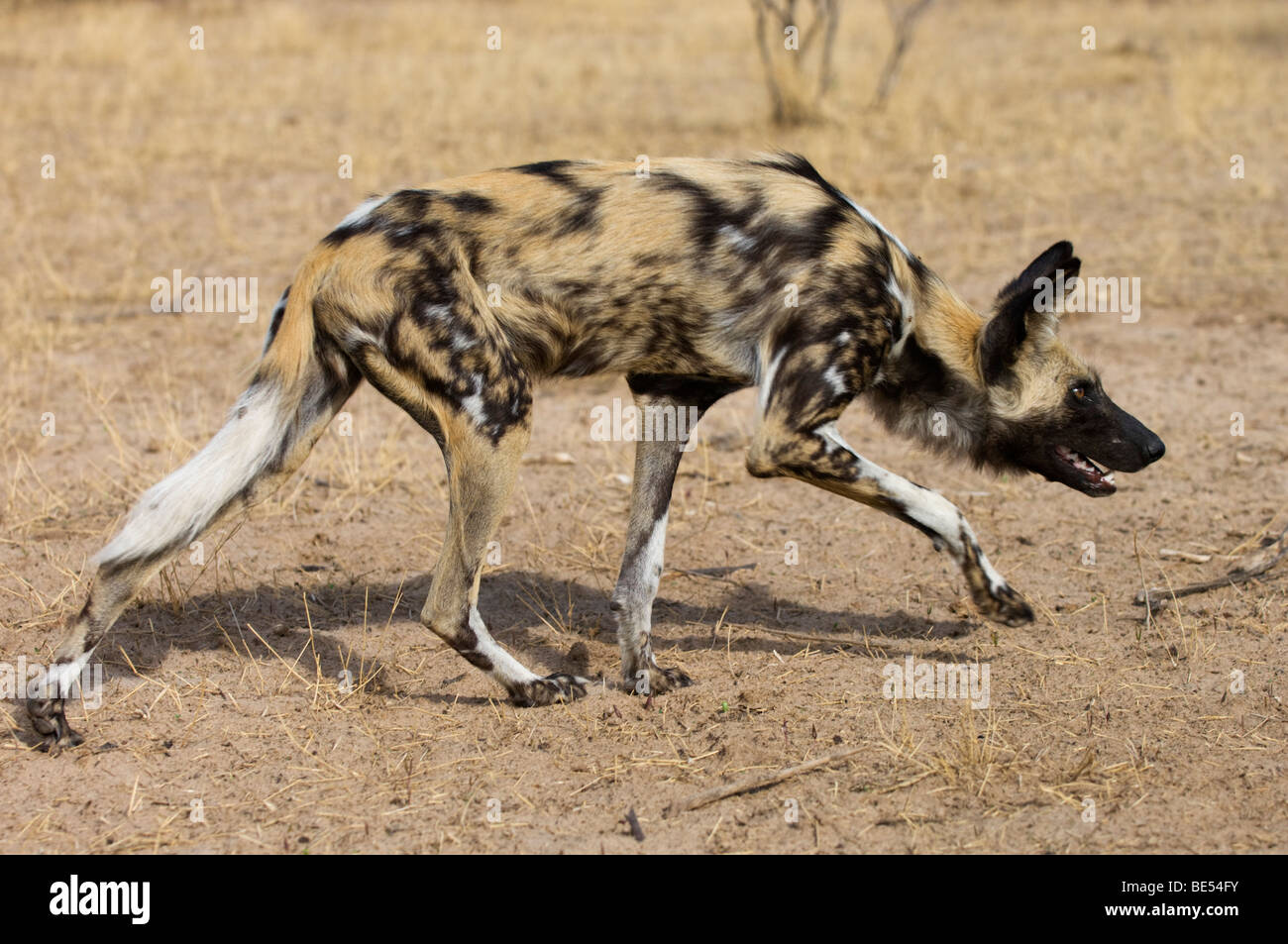 Wild dog stalking (Lycaon pictus), Central Kalahari, Botswana Stock ...
