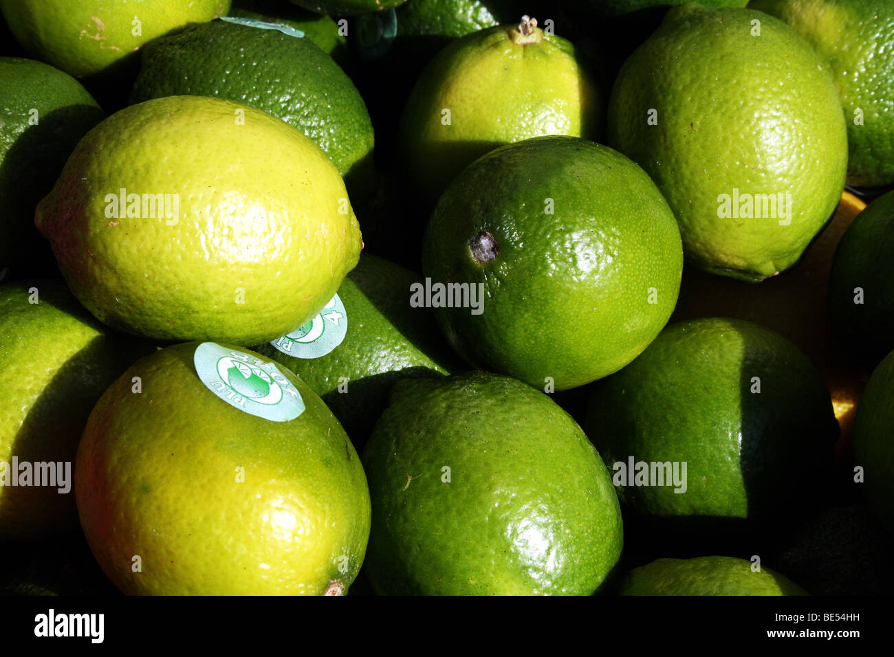 Green Limes Family Rutaceae The Lime is a Citrus Fruit Stock Photo - Alamy