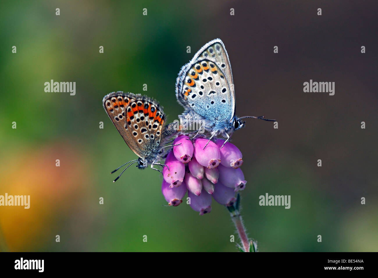Silver-studded Blue (Plebejus argus) (Plebeius argus) butterflies ...