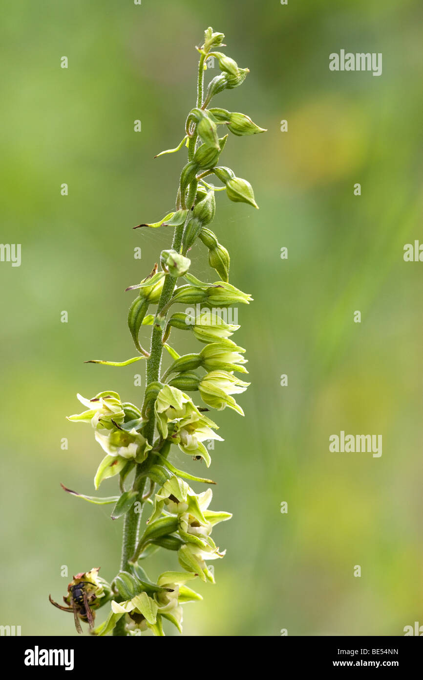 Broad-leaved Helleborine Epipactus helleborine close-up of flower spike ...