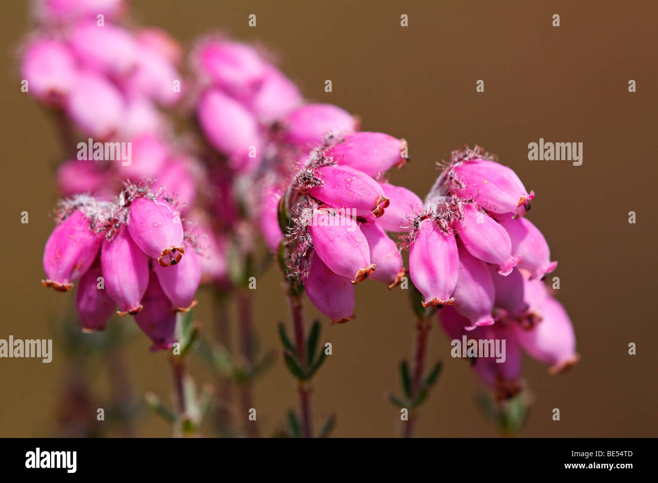 Flowering Cross-Leaved Heath (Erica tetralix Stock Photo - Alamy