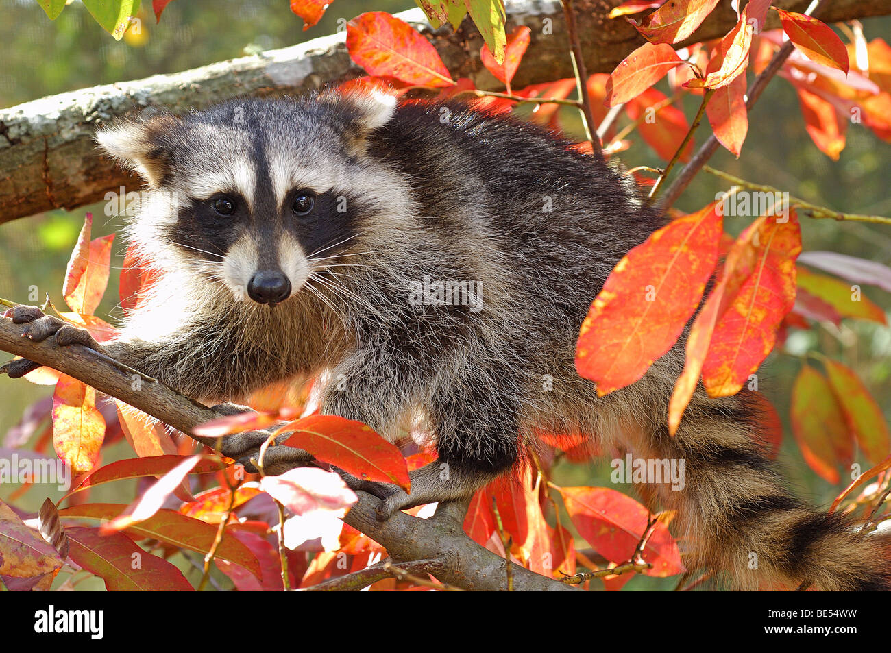 Raccoon between autumn foliage / Procyon lotor Stock Photo - Alamy