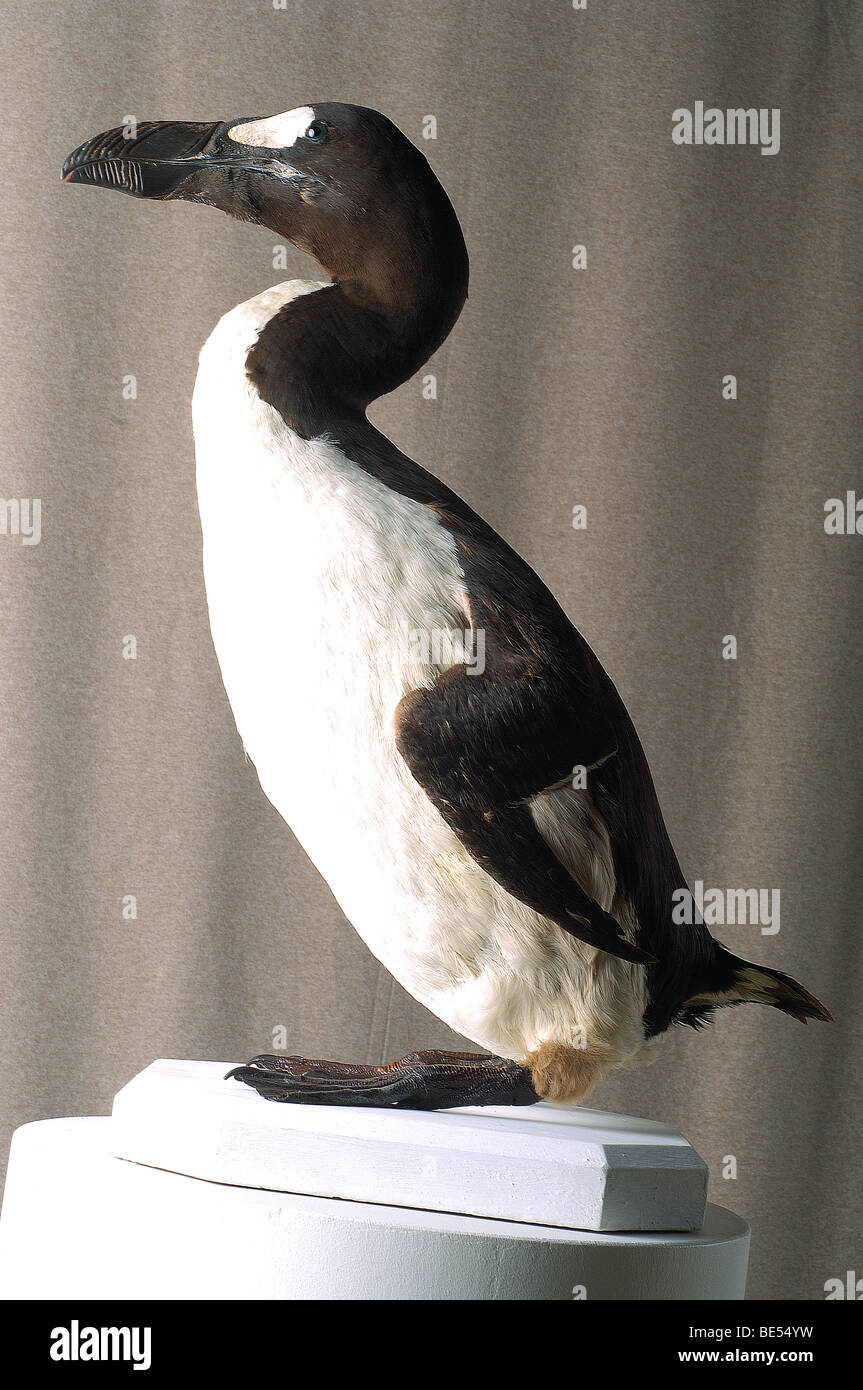 Great auk extinct hi-res stock photography and images - Alamy