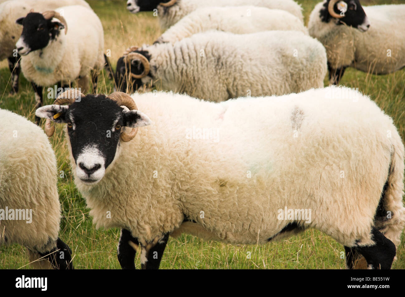 Flock of sheep, Yorkshire Dales, England, UK Stock Photo - Alamy