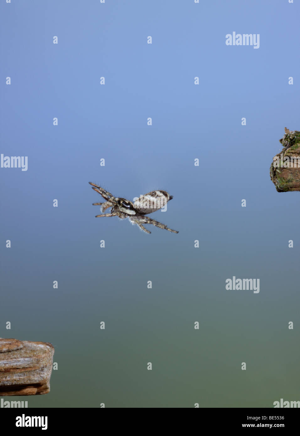 zebra jumping spider Salticus scenicus Stock Photo - Alamy