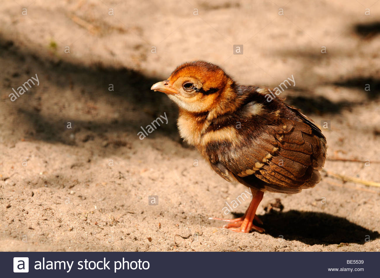 Young Pheasants Stock Photos & Young Pheasants Stock Images - Alamy