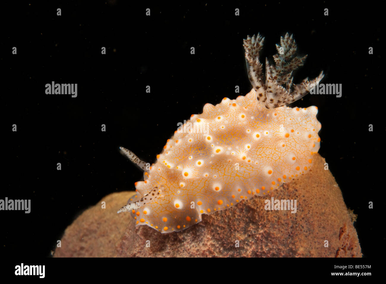 Halgerda nudibranch (Halgerda malesso), Indonesia, Southeast Asia Stock ...