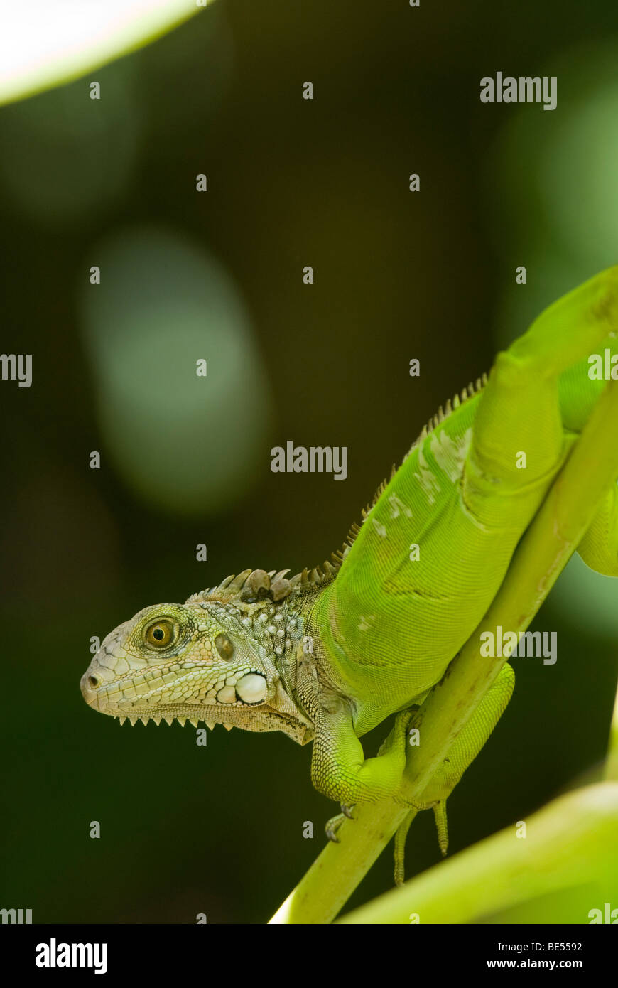 Juvenile Green Iguana (Iguana iguana) on a twig Stock Photo - Alamy Juvenile Green Iguana (Iguana iguana) on a twig Stock Photo - Alamy