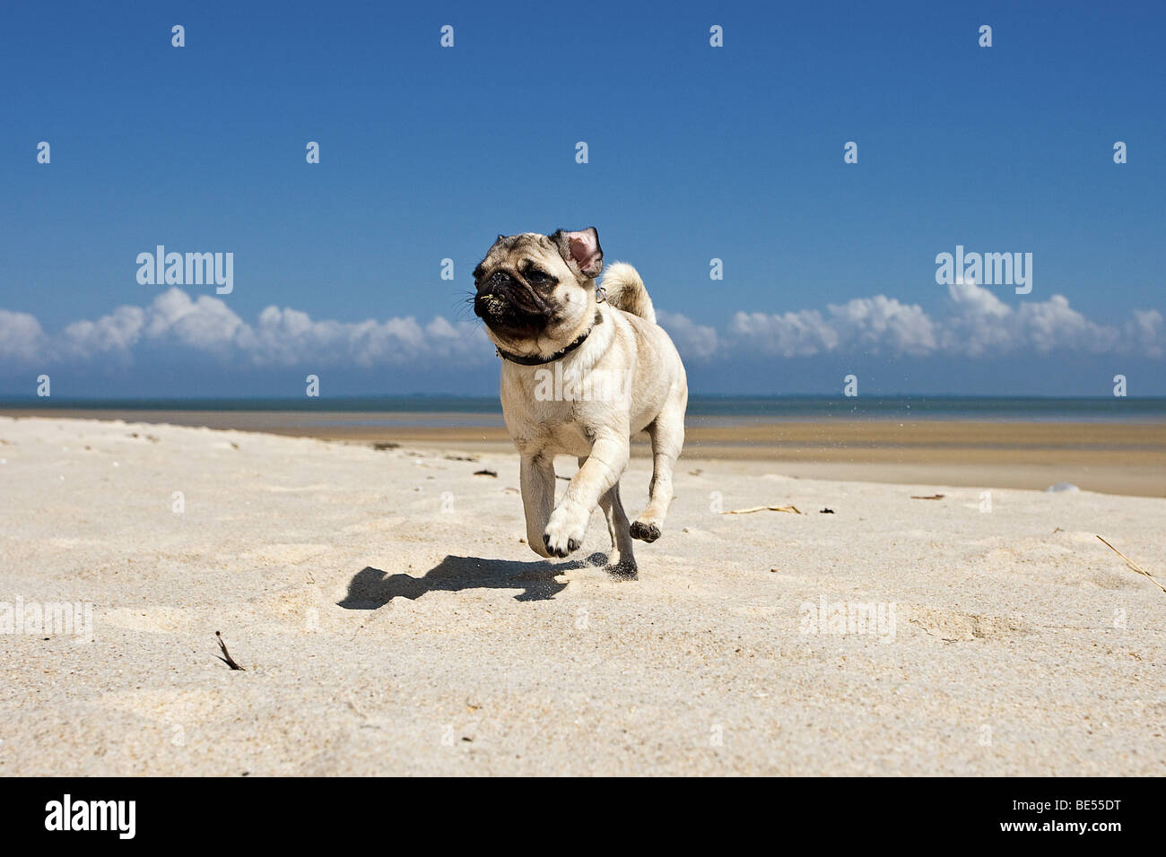 pug dog - puppy running at the beach Stock Photo - Alamy