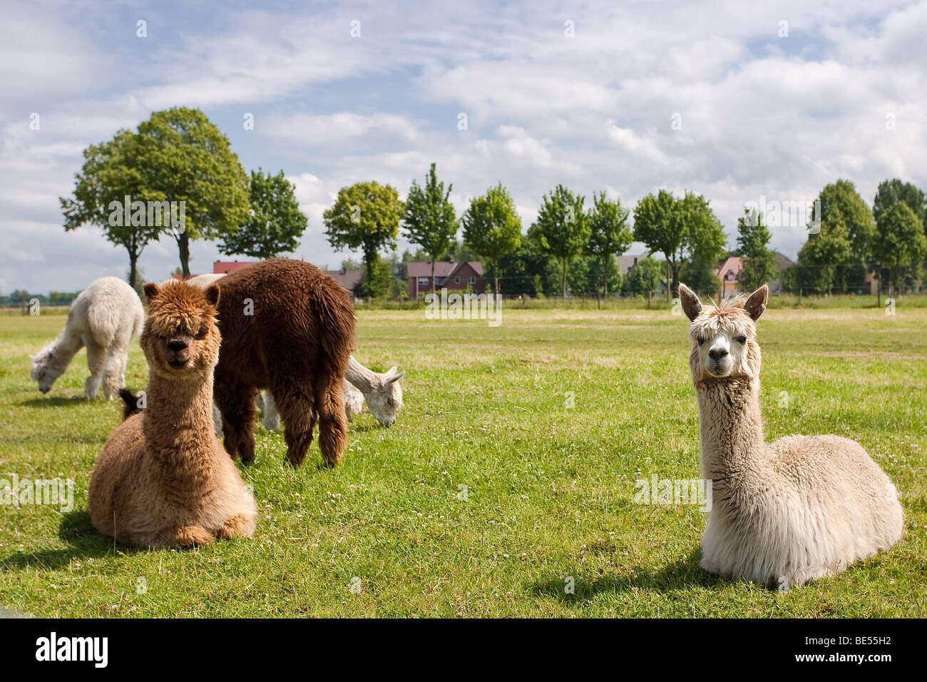alpacas on meadow Stock Photo - Alamy