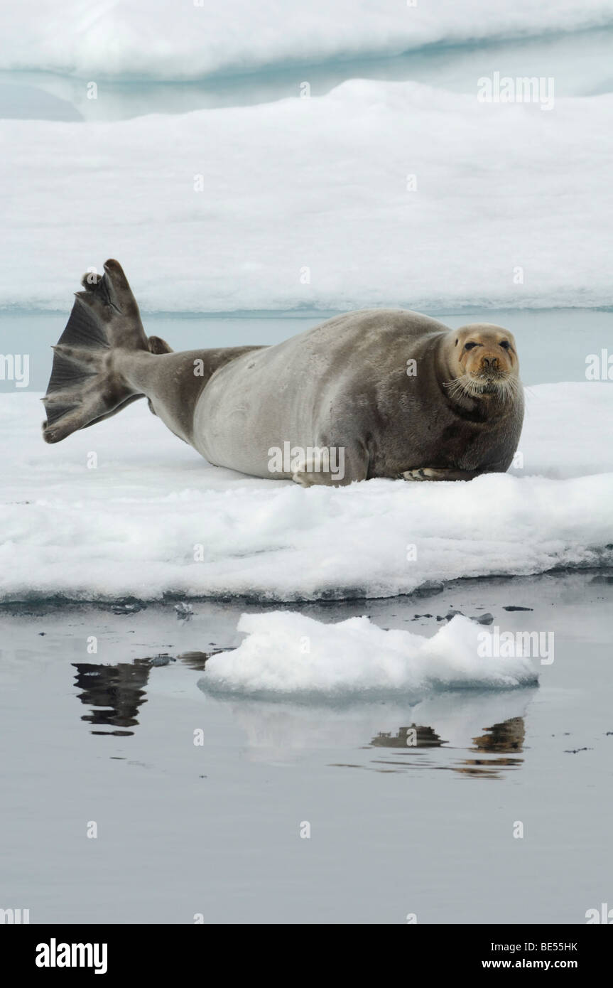 Bearded flipper seal hi-res stock photography and images - Alamy